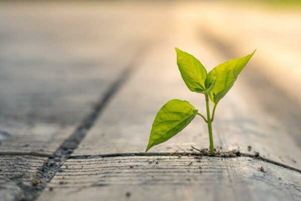 PATIENCE IS THE FIRST OF THE TEN NATURAL LAWS - WHY? - Melbourne School ...